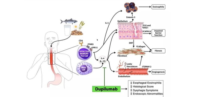 Marc E. Rothenberg, MD, PhD