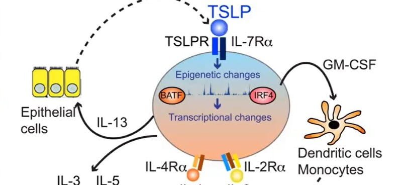 Marc E. Rothenberg, MD, PhD