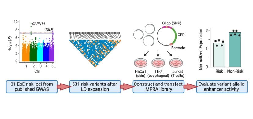 Weirauch Research Lab | The Center for Autoimmune Genomics and Etiology