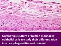 Rothenberg CURED Lab