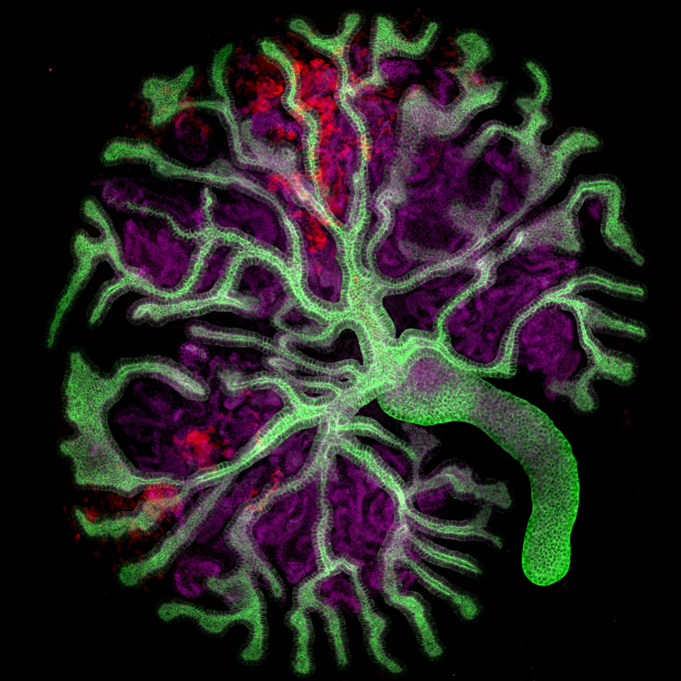 Research Programs | Developmental Biology