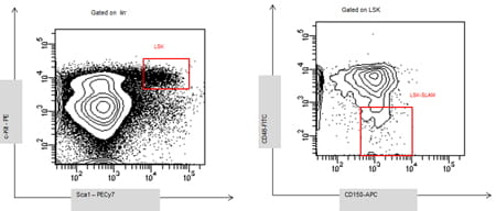 Signaling pathways in hematopoietic stem cell fate decisions