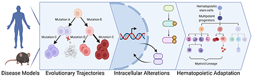 Miles Lab | Experimental Hematology and Cancer Biology