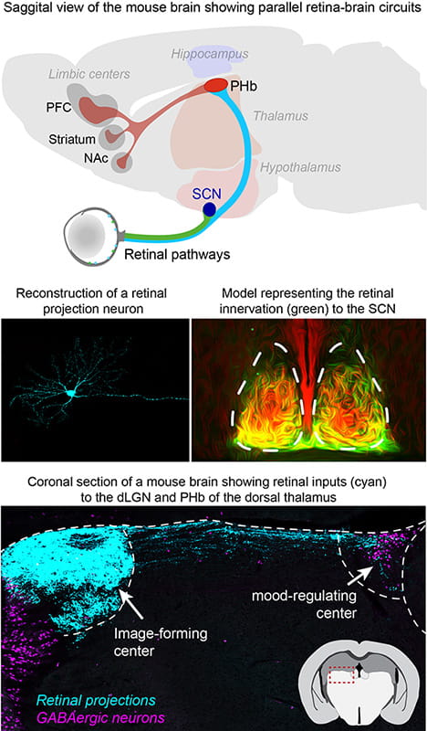 Projects | Fernandez Lab