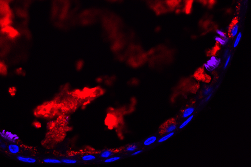 Projects | Brewington Research Lab