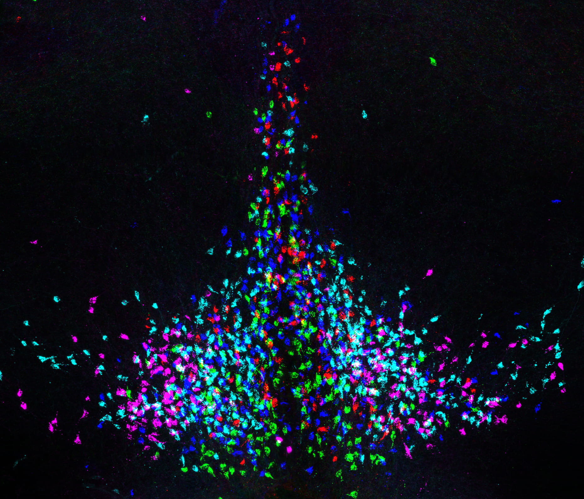 Science of Light Center