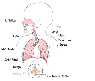 Bronquitis Aguda (Acute Bronchitis)