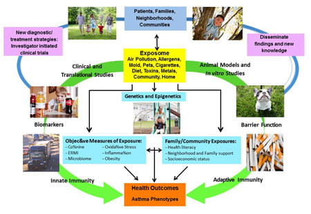 Our Research | Asthma Research