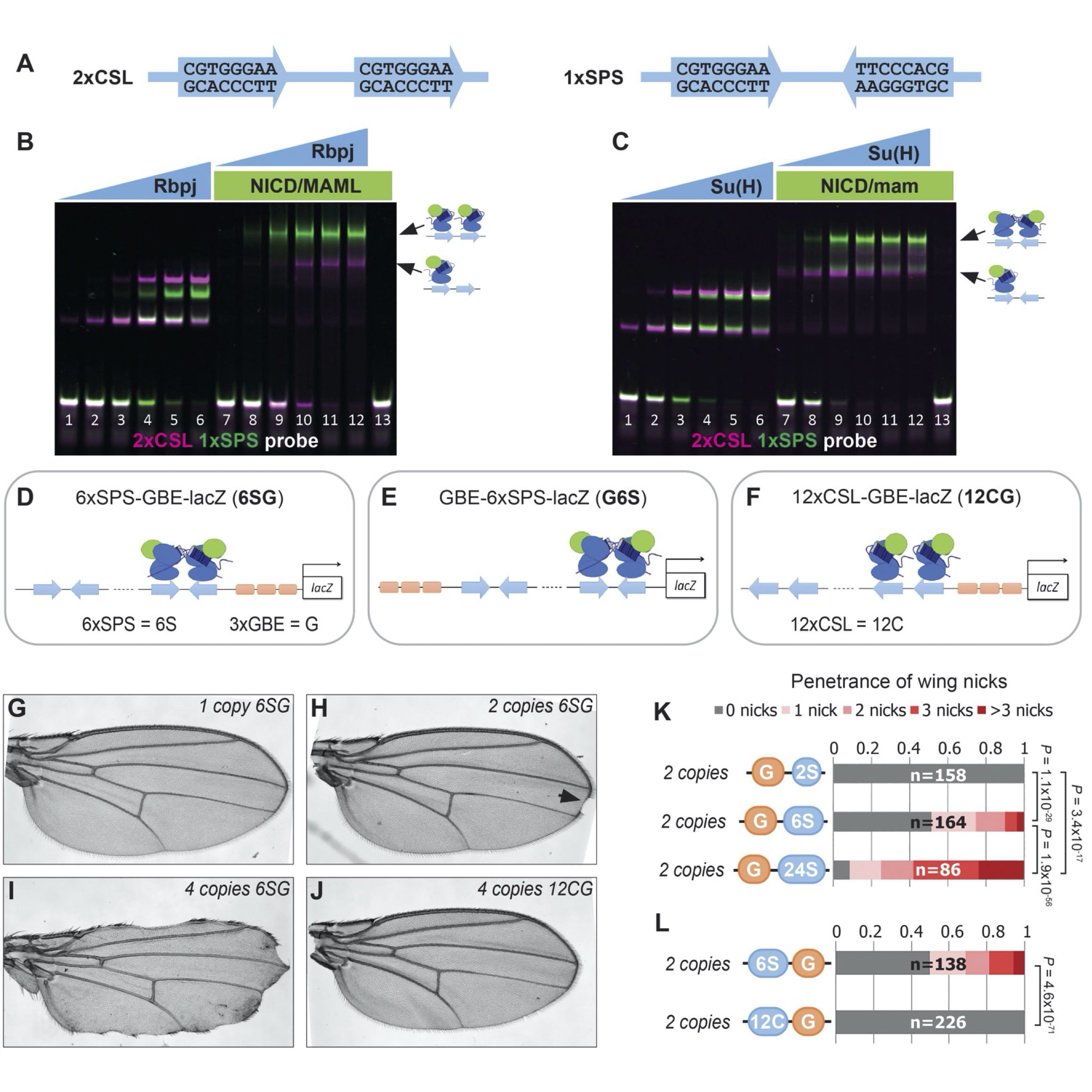 Notch Pathways and Birth Defects | Gebelein Lab