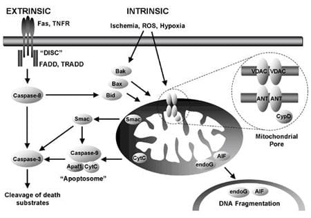 Regulation of Cell Death Through the Mitochondria | Molkentin Lab