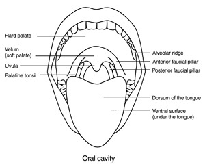 Velopharyngeal Function and Dysfunction, VPI Clinic | Division of ...
