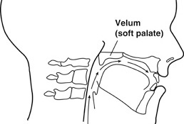 Velopharyngeal Function and Dysfunction, VPI Clinic | Division of ...